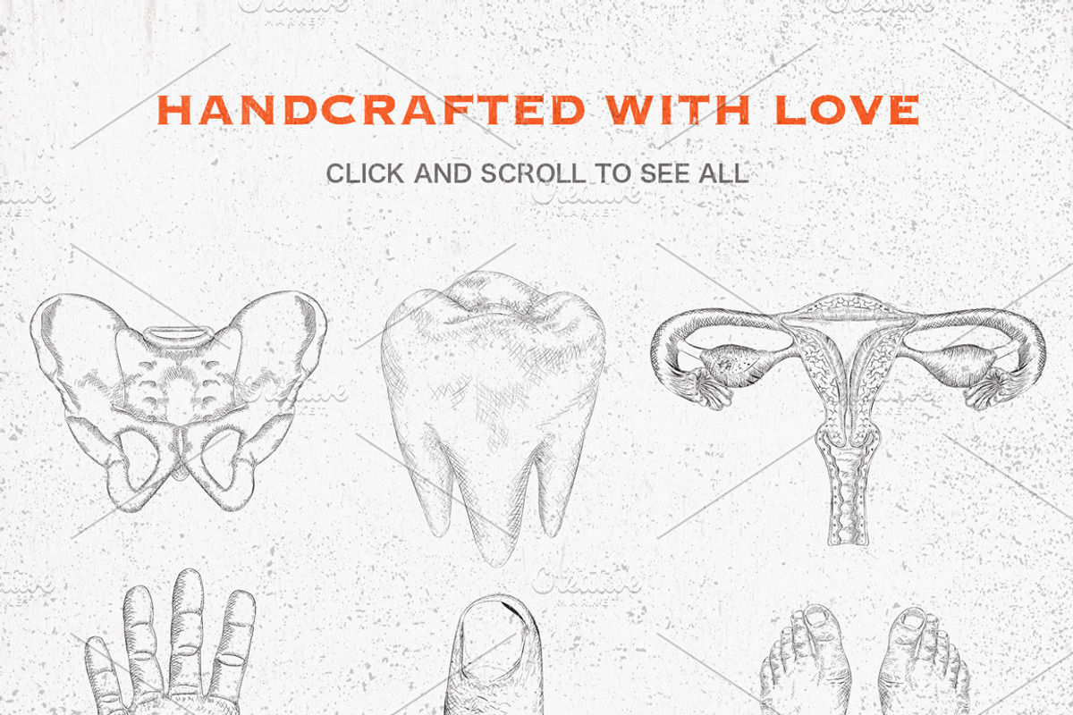 Vintage Human Body Parts Vectors, an Illustration by Prosymbols ...