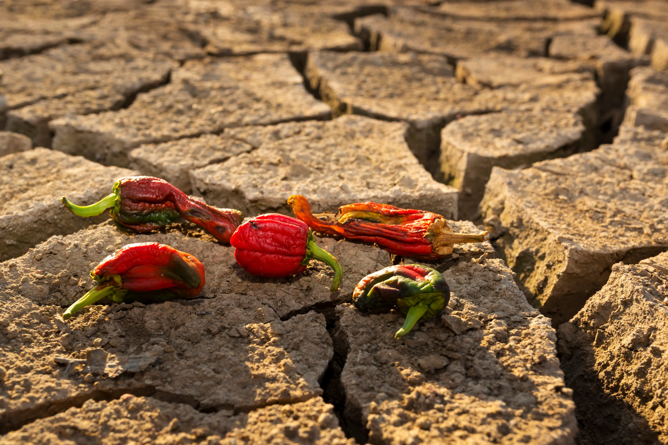 Drought in reservoir climate change containing drought, reservoir, and ...