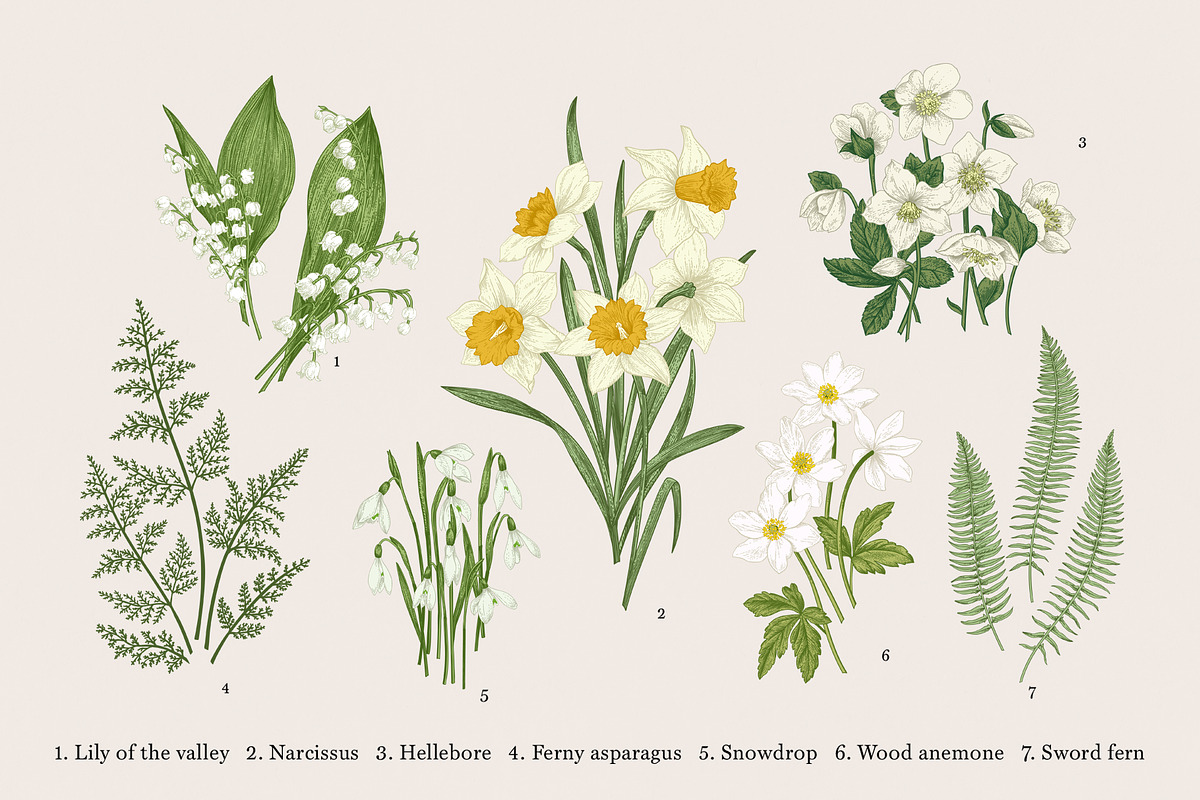 Spring bouquet. Botanical collection, a Graphic by Lisla