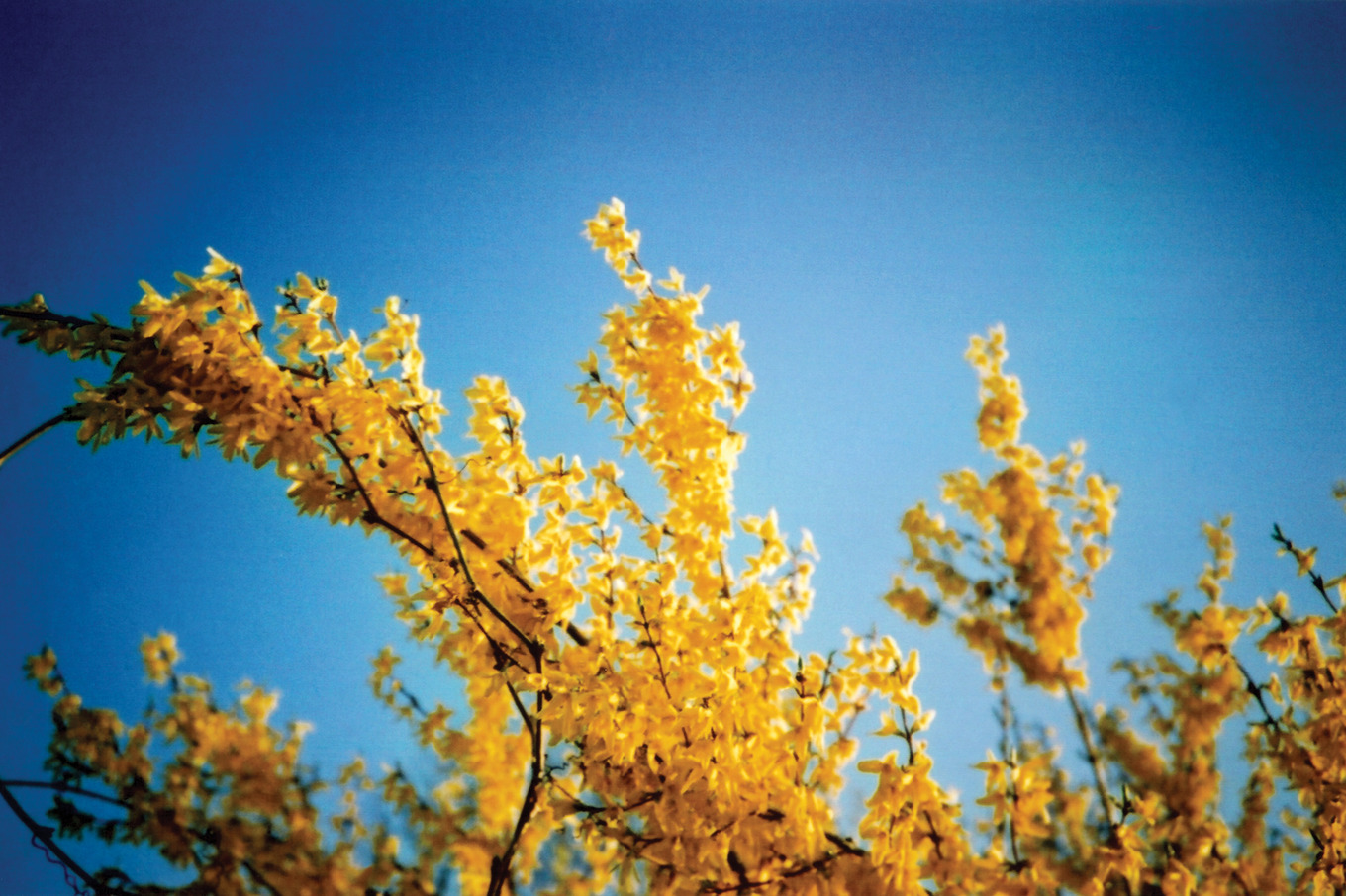 Forsythia tree, a Nature Photo by lo-stock | Creative Market
