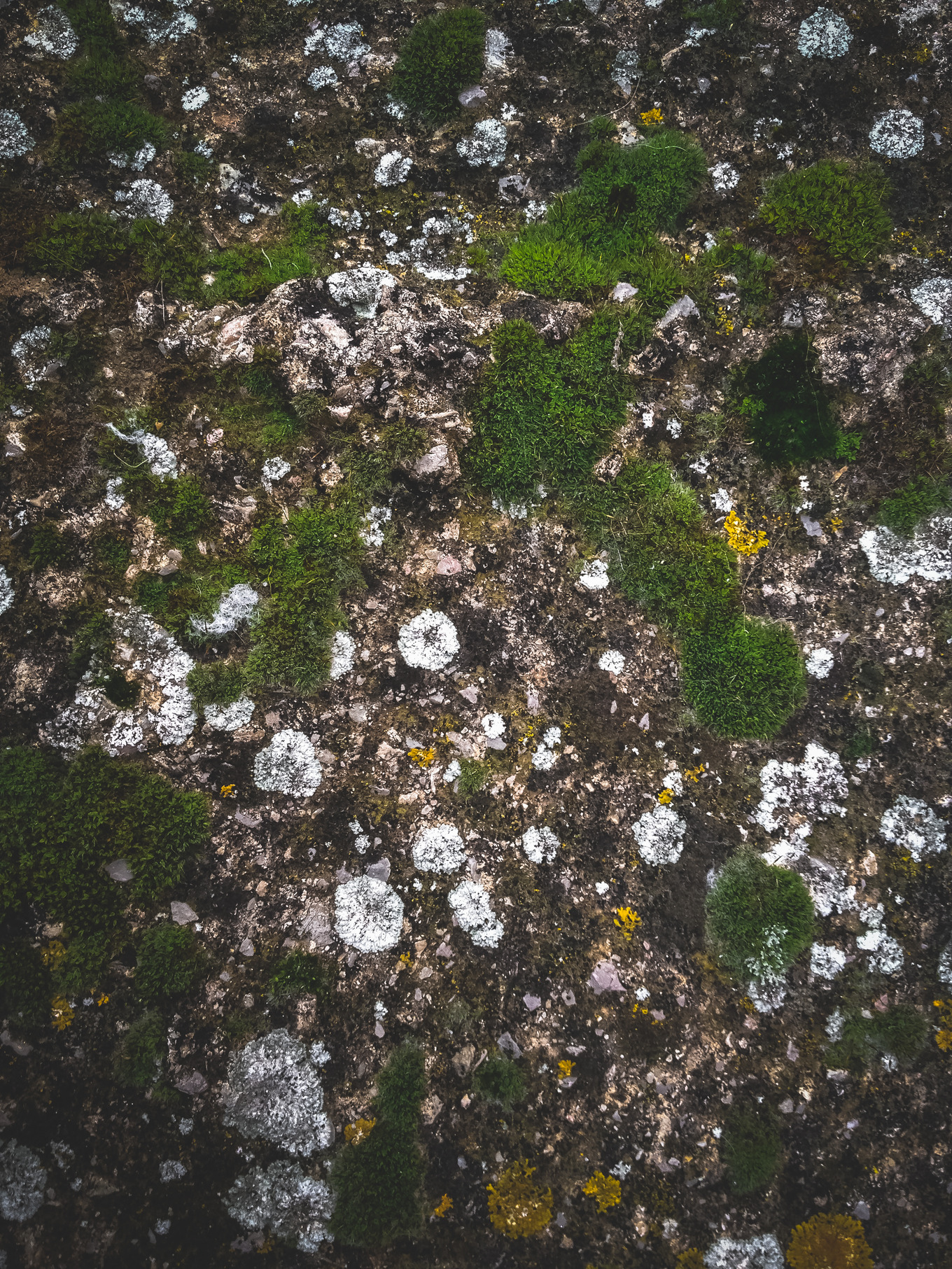 Background of moss, an Abstract Photo by OSORIOartist