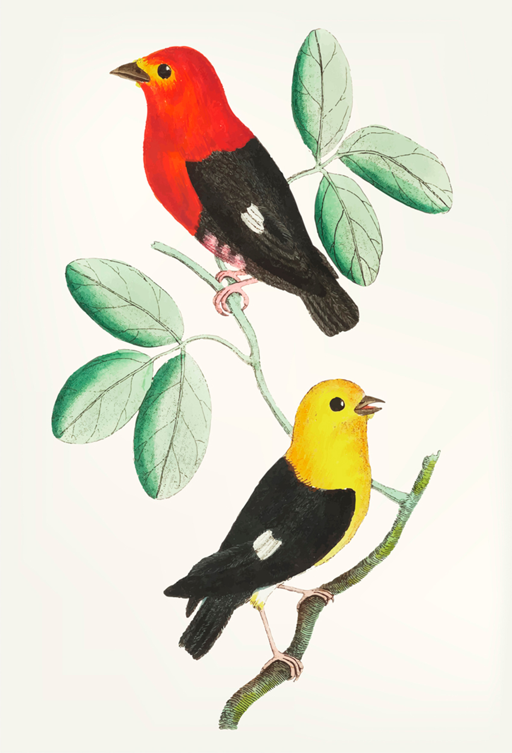 Hand drawn of manakin, an Animal Illustration by rawpixel