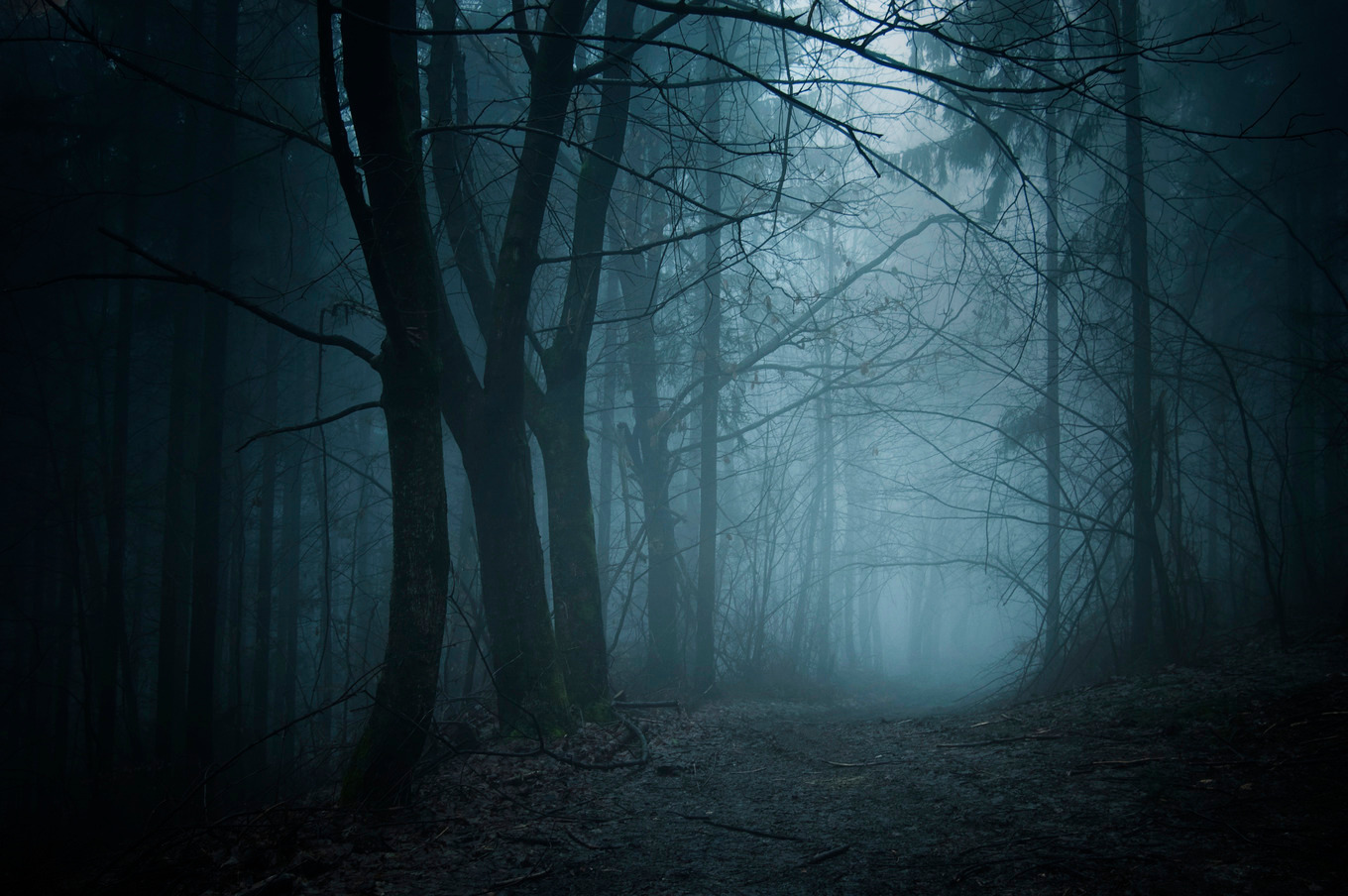 Path trough haunted forest at night featuring path, road, and blue, a ...