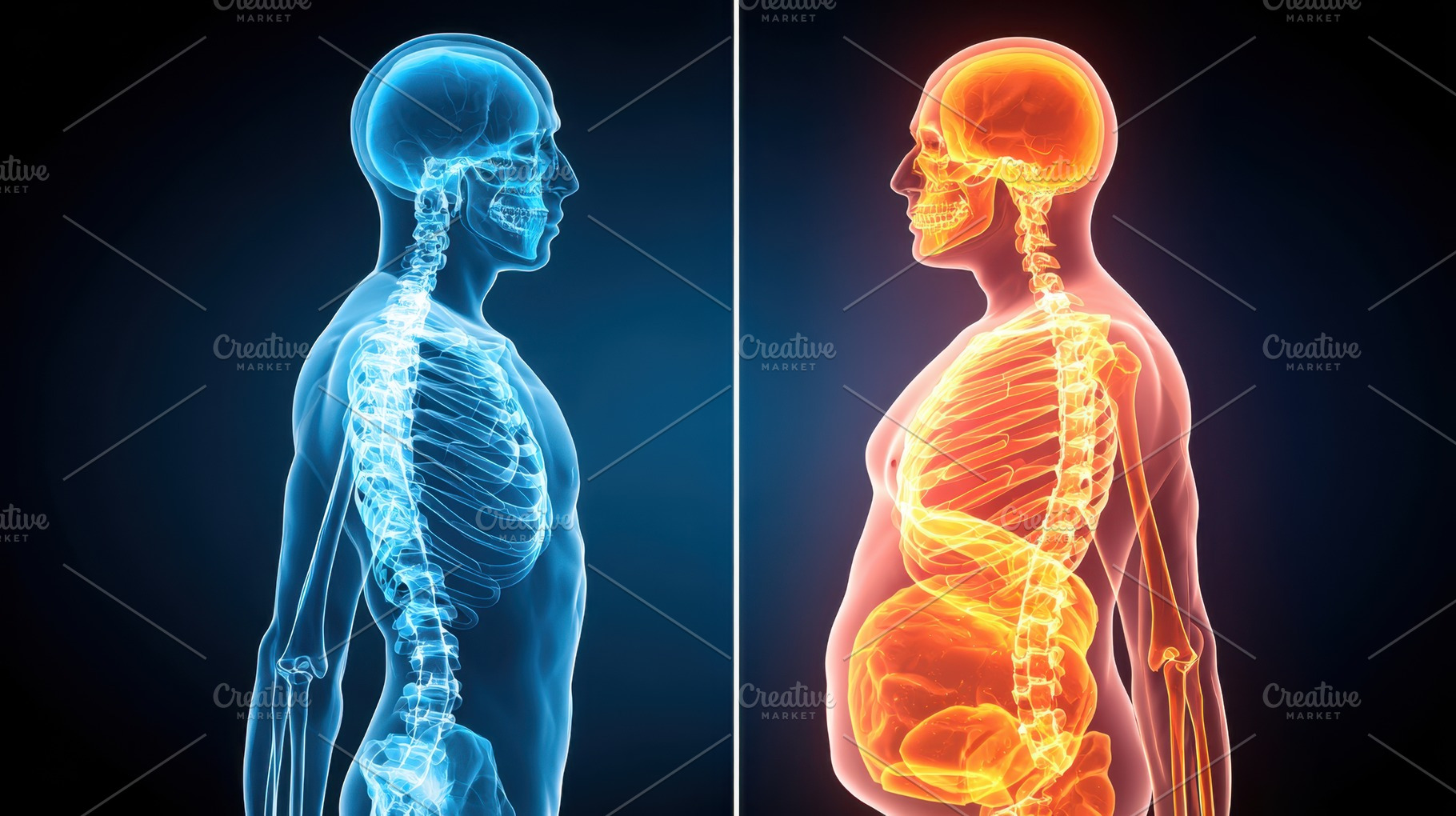 Comparison of Human Anatomy: Skeletal vs. Internal Structure, a Health ...