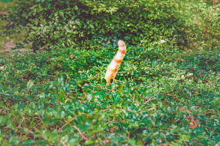 Looking Forward, an Animal Photo by Gorma Kuma