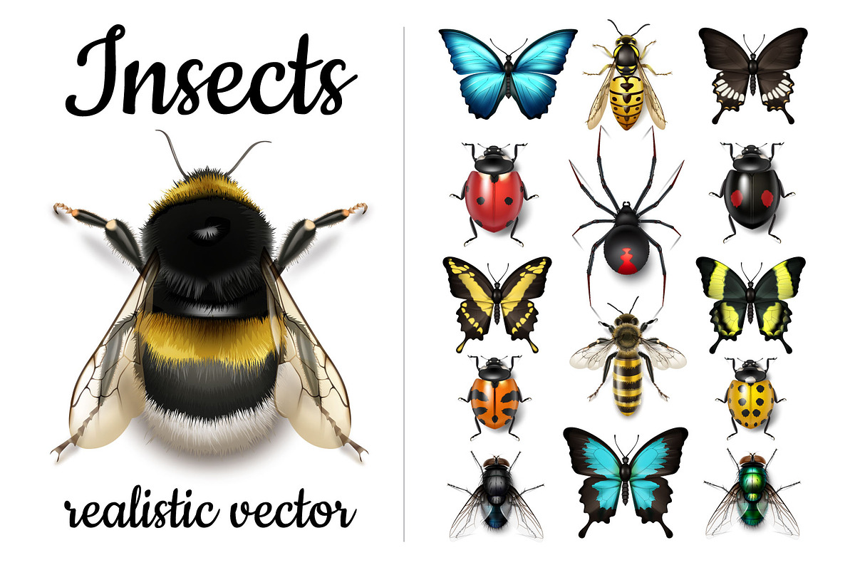 Vector Realistic Insect Bundle, an Object Illustration by Zonda