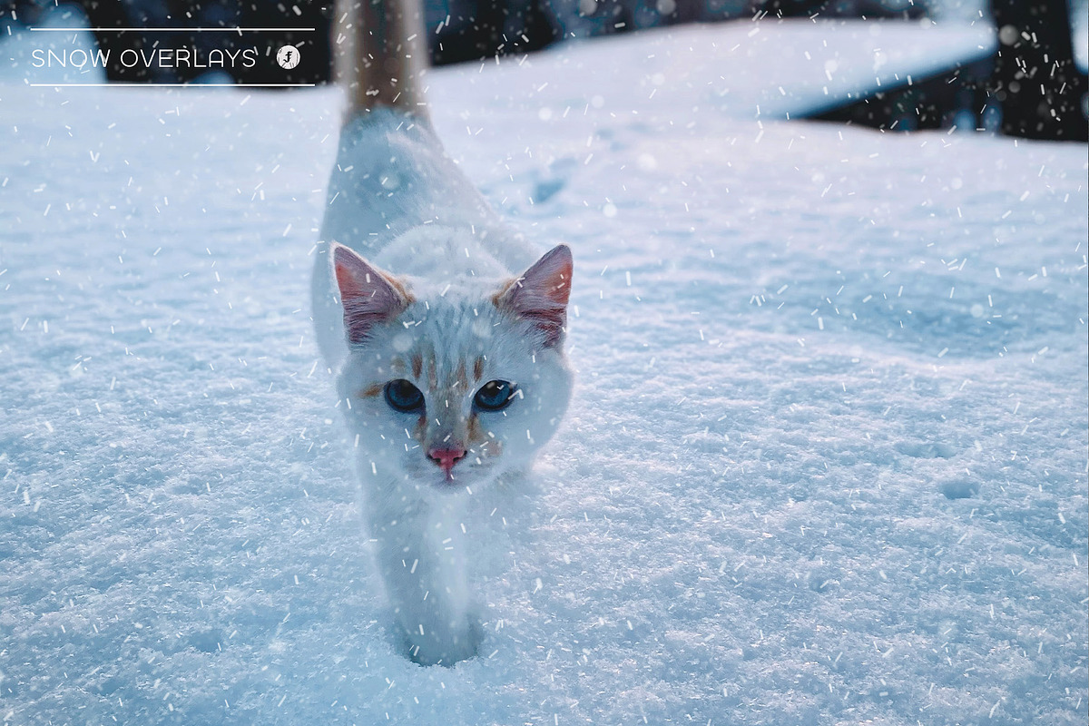 50 Realistic Snow Overlays, a Texture Graphic by Freezerondigital