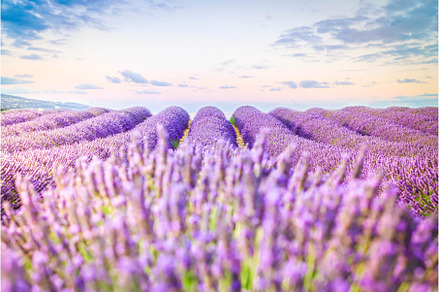 Blooming Lavender field, a Nature Photo by Neirfy