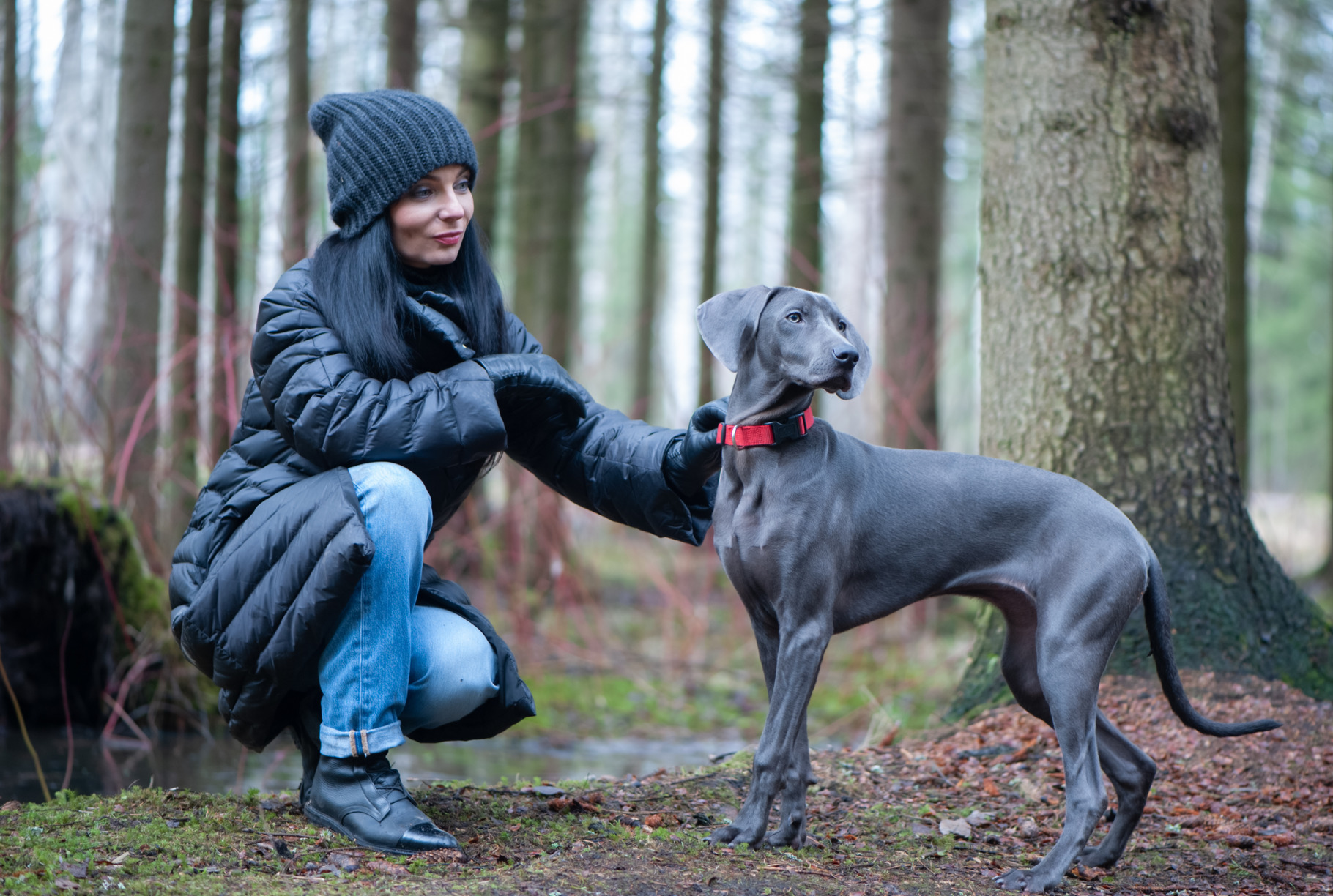 Girl owner training beautiful dog bl containing pet, weimaraner, and ...