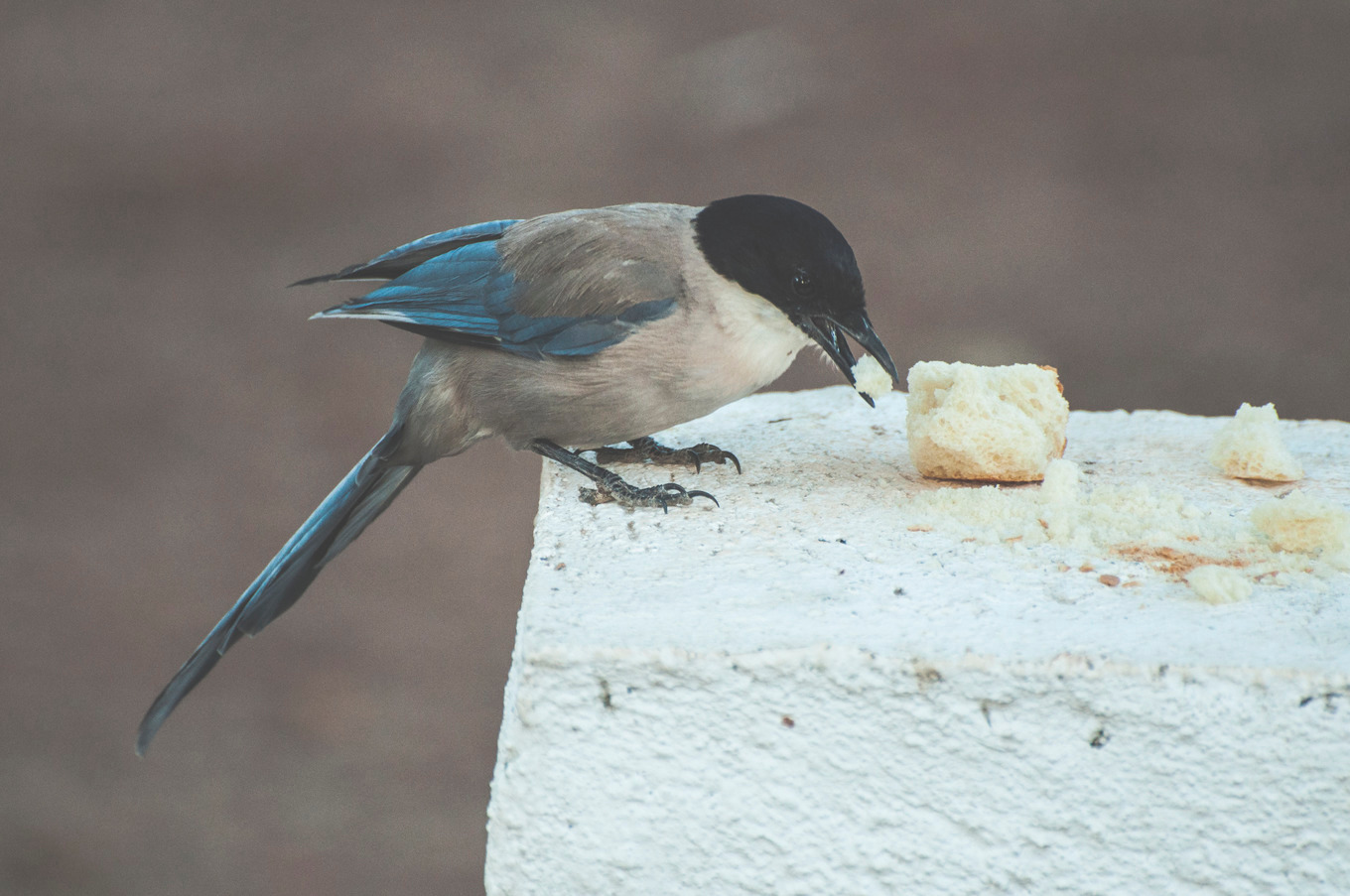 Bird eat bread, an Animal Photo by Deyan Georgiev