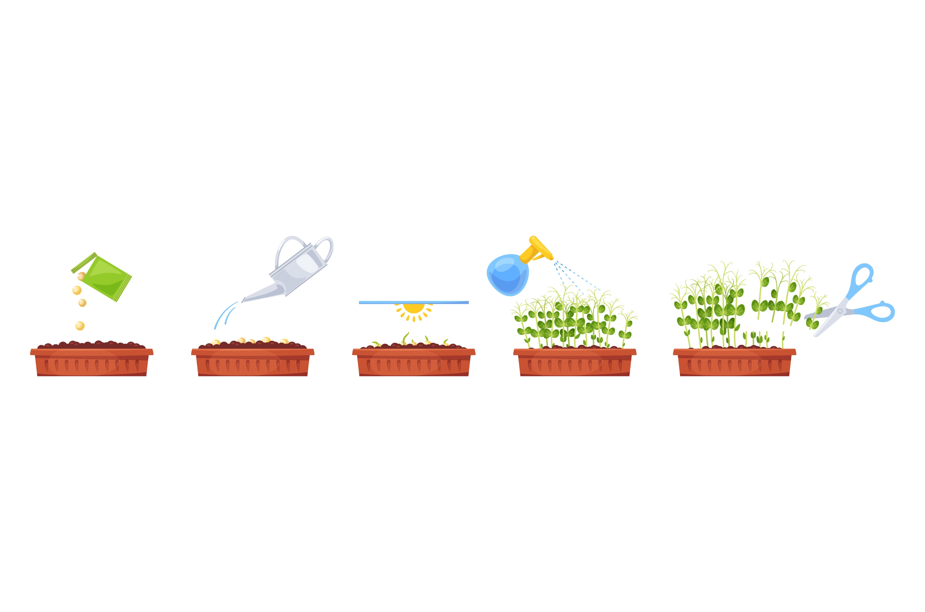 Microgreens growing steps. Fresh, an Object Illustration by YummyBuum