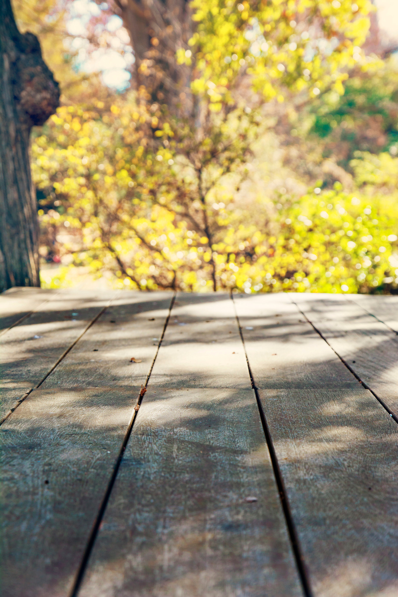 board with trees background, an Abstract Photo by SZ IMAGE