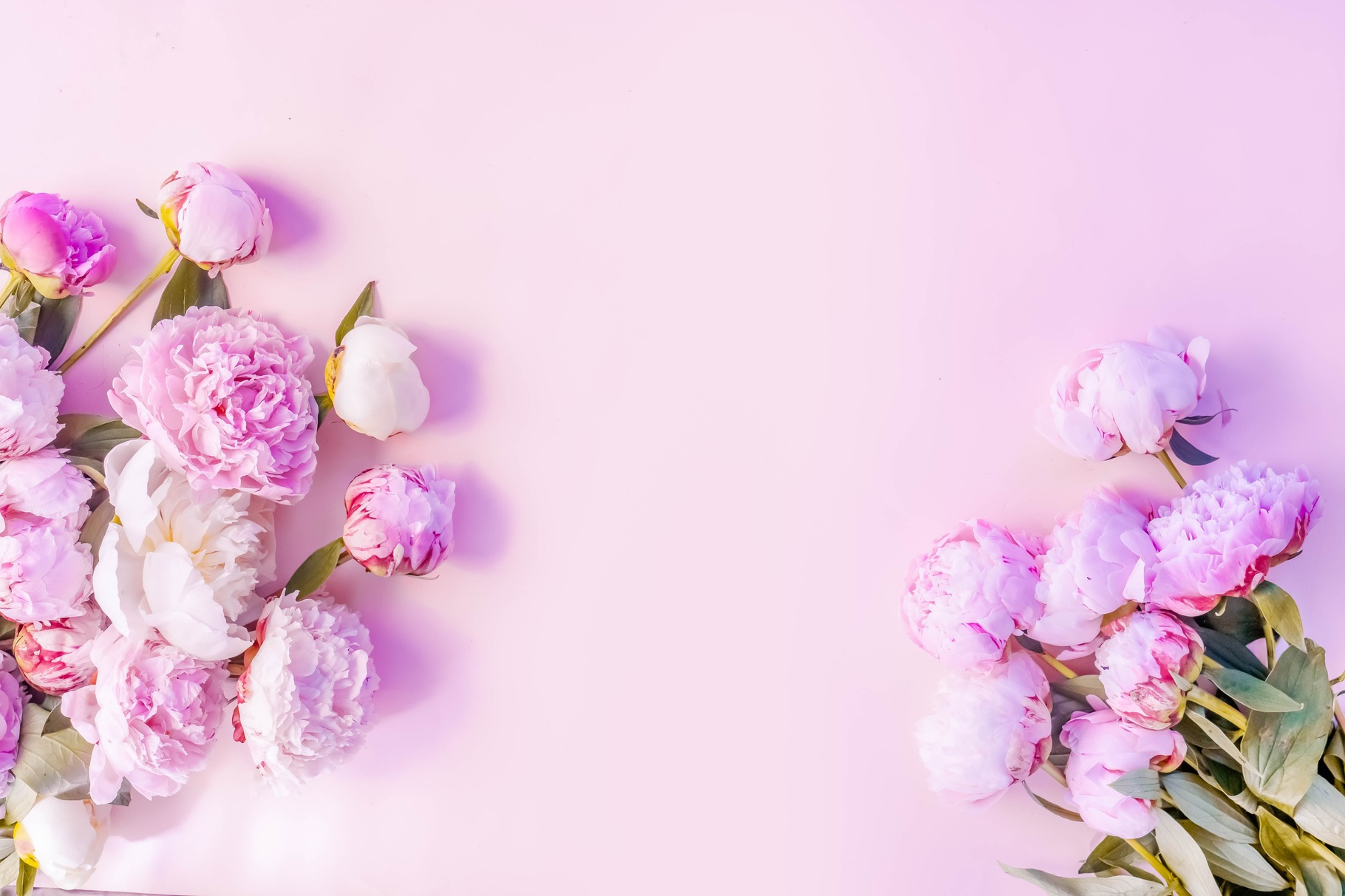 Fresh peony flowers featuring peony, peonies, and flat lay, a Nature ...
