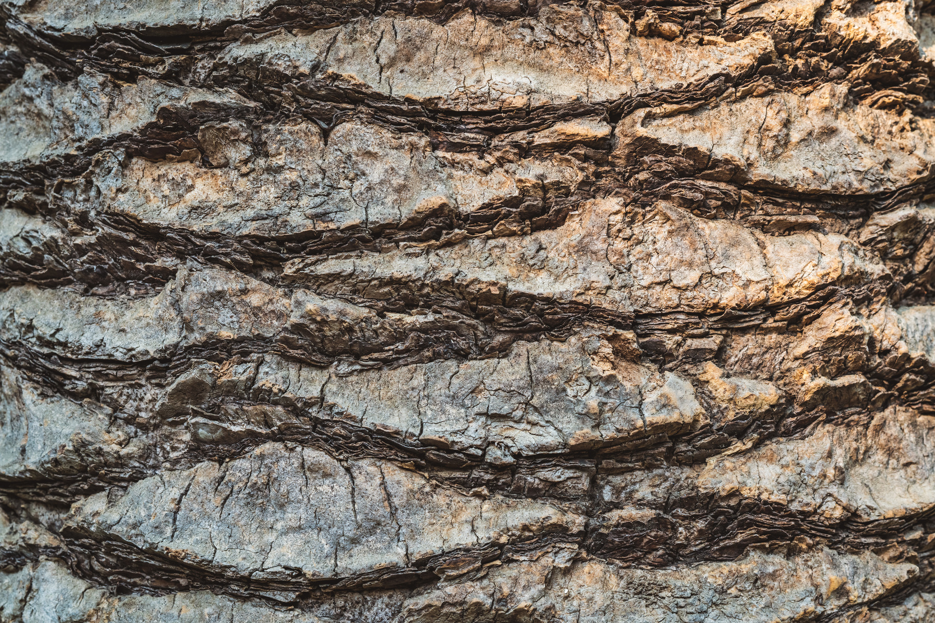 Palm tree bark texture featuring color, texture, and macro, a Nature ...