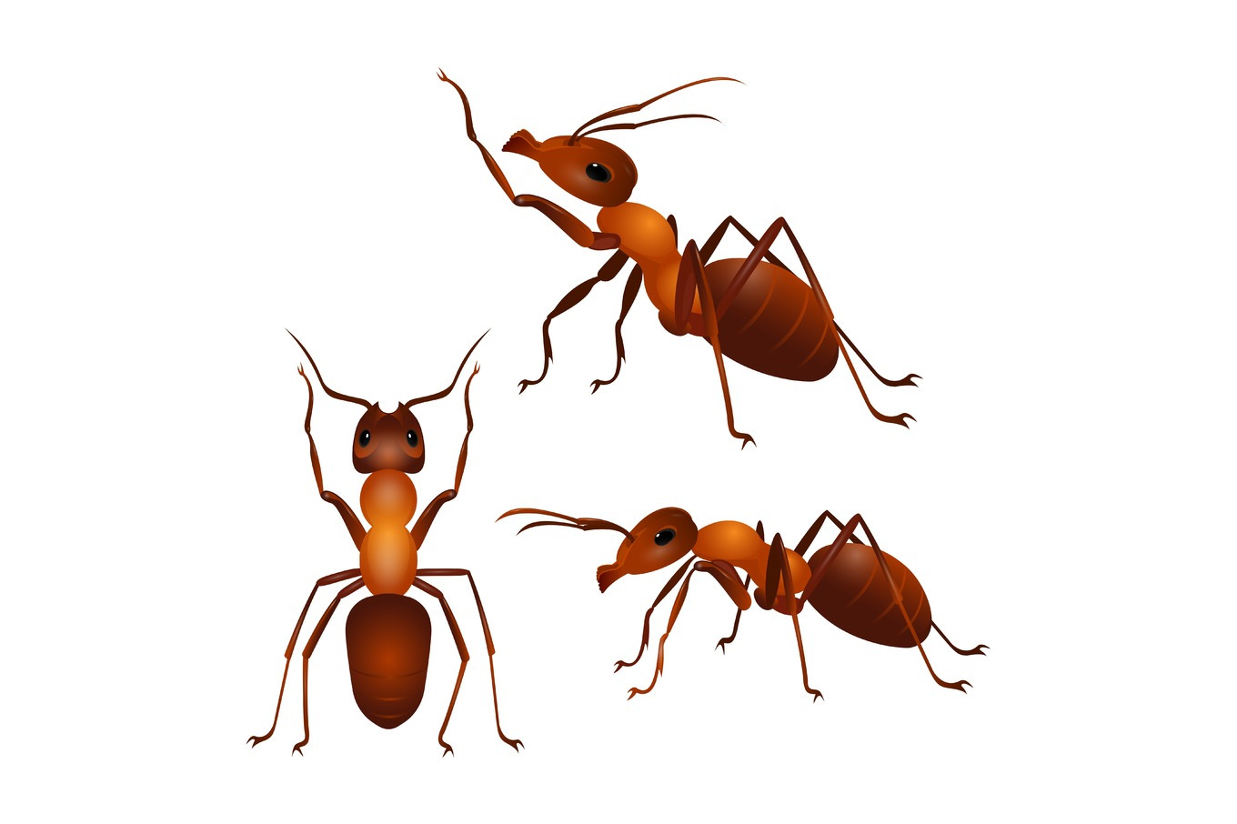 Set of ants with two antennas and six legs in different poses. Vector ...
