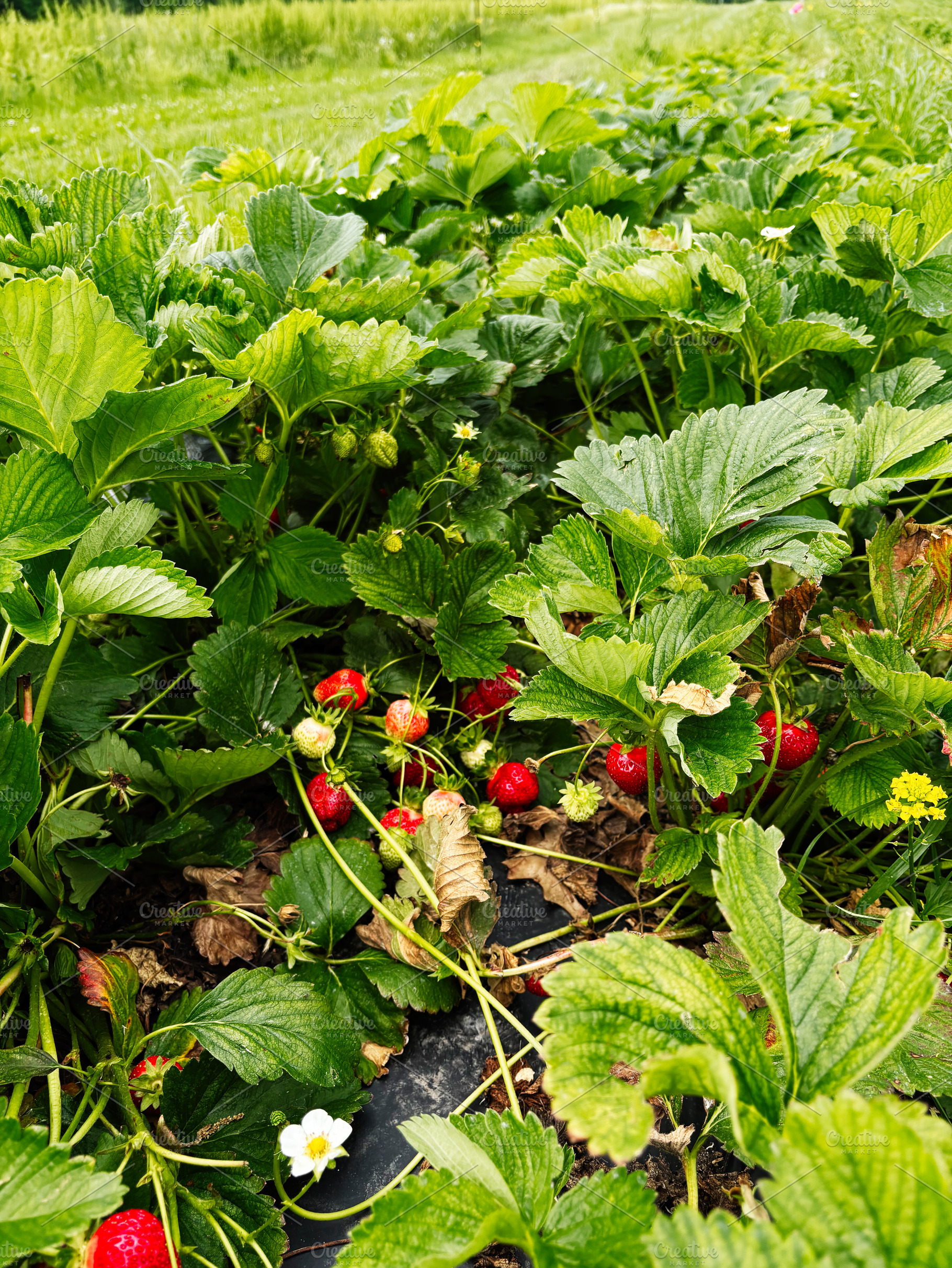 Strawberry plants growing in a garden in Indiana with ripe red berries ...