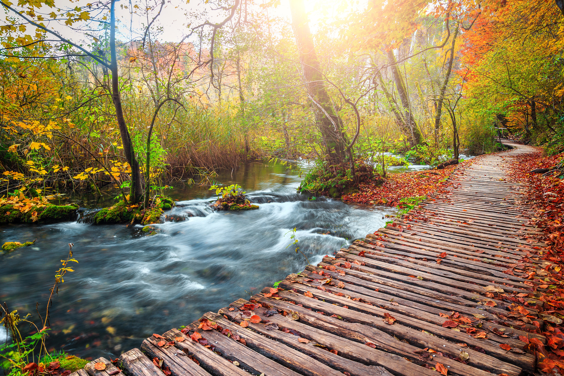 Amazing tourist pathway in forest, a Nature Photo by Alpine Dreams