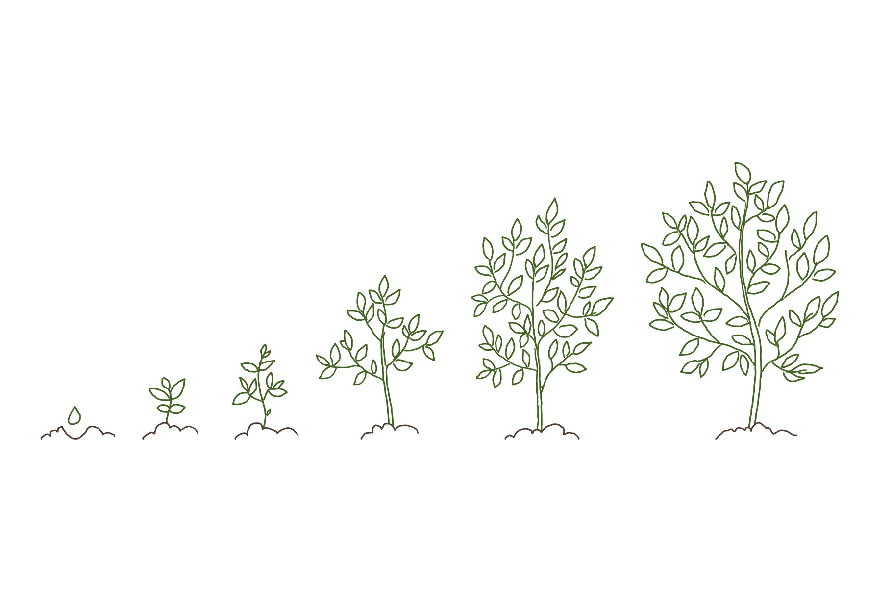 Trees, growth stages sketch, a Work Illustration by Vector illustrations