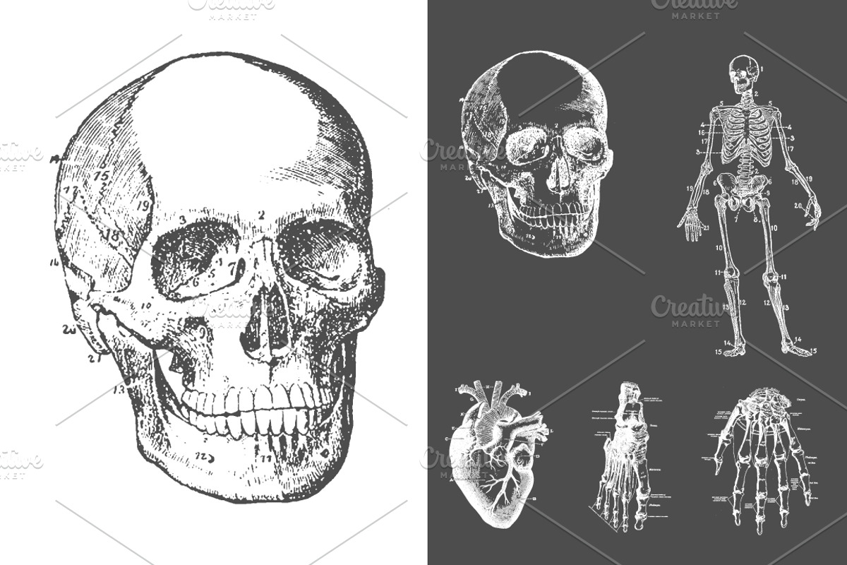 Anatomy Vector Collection 01, a Healthcare Illustration by Offset