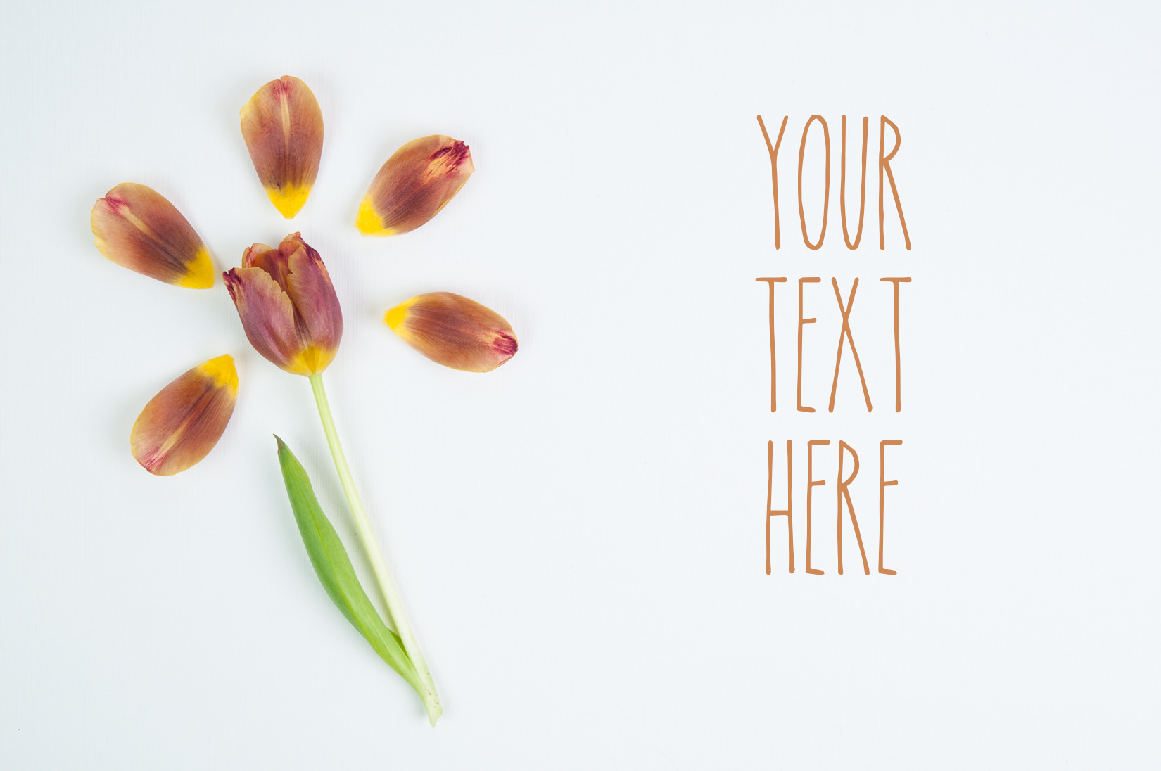 Rust Colored Tulip, a Background Photo by Siân C Photography