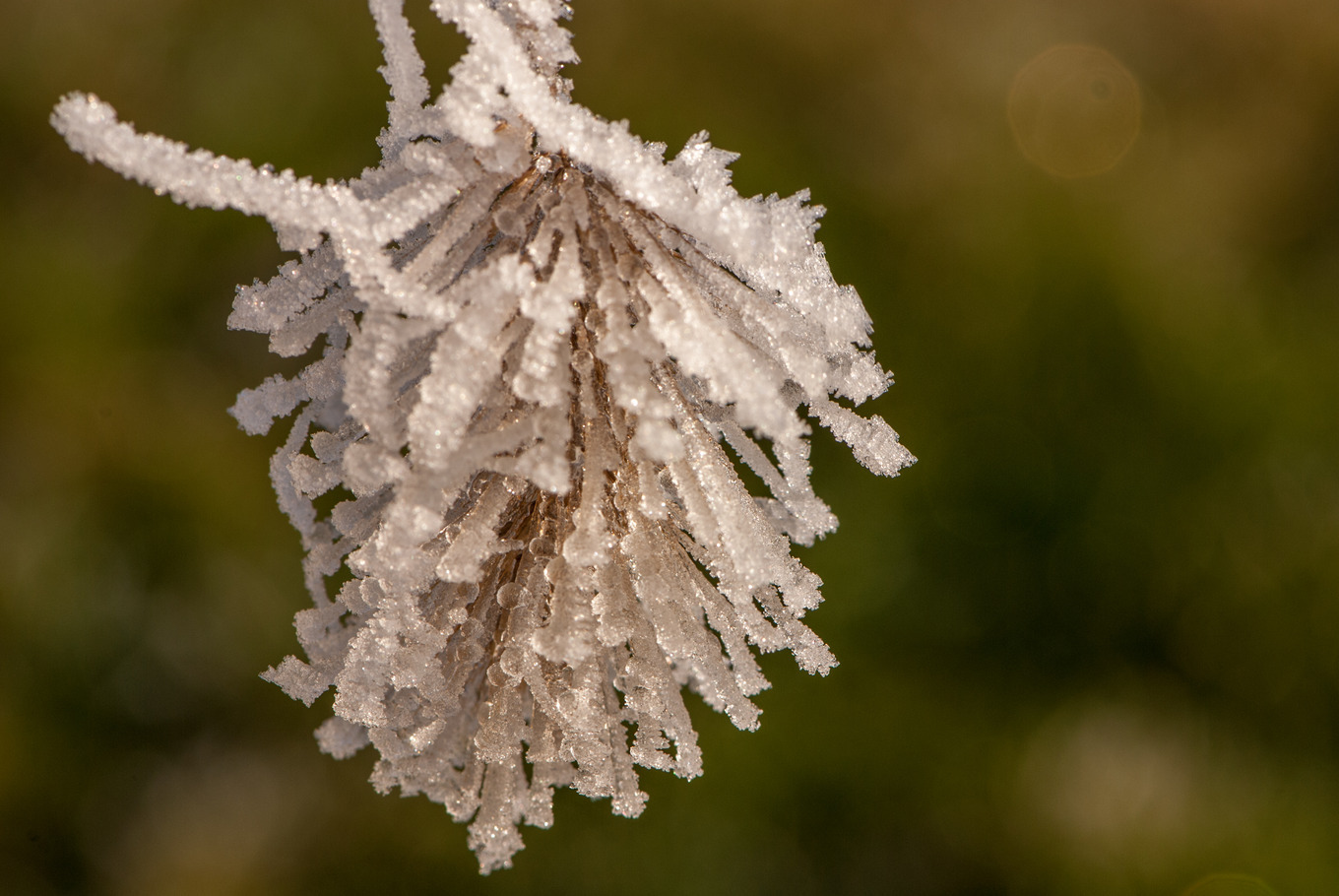 Frozen plant featuring ball, beautiful, and beauty, a Nature Photo by ...