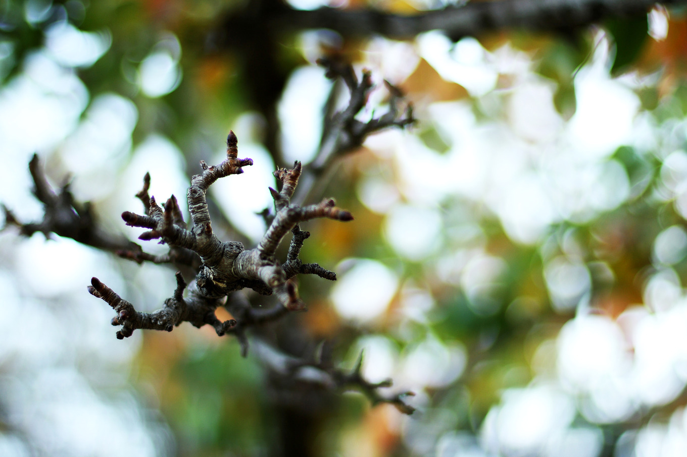 Pear tree branch, a Nature Photo by Maria Dattola Photography