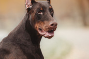 Doberman portrait featuring doberman, dog, and pet, an Animal Photo by ...