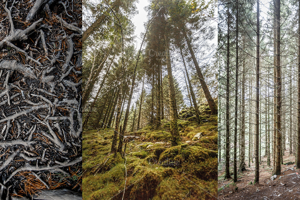 Bundle North Forest, a Nature Photo by Orange Traveler