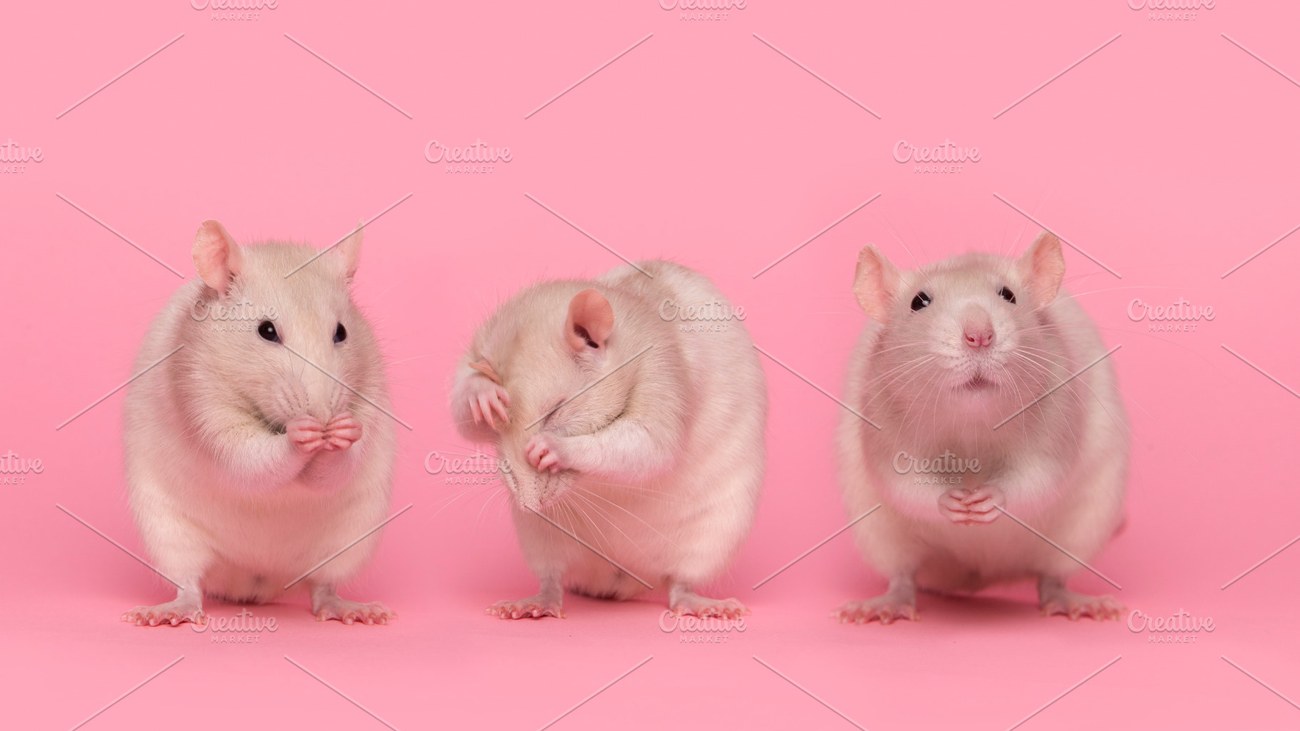 Cute rats on pink, an Animal Photo by Elles Rijsdijk