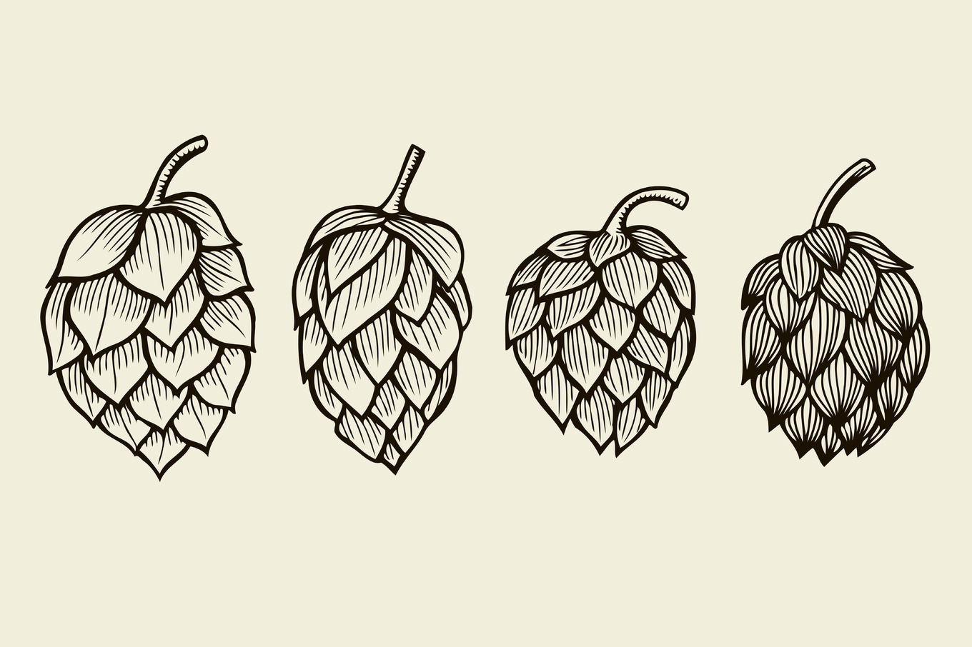 Hand drawn Hops set | Object Illustrations ~ Creative Market