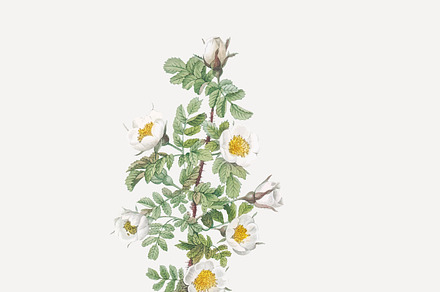 Blooming white roses, a Graphic by rawpixel