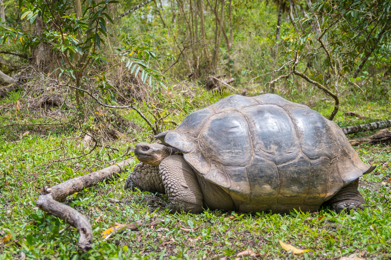 Giant turtle in galapagos islands containing turtle, tortoise, and ...