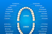 Adult tooth numbering chart, a Healthcare Illustration by BestPics