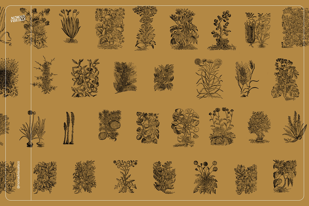 Botanical Collection, a Decorative Illustration by Nomad Visuals