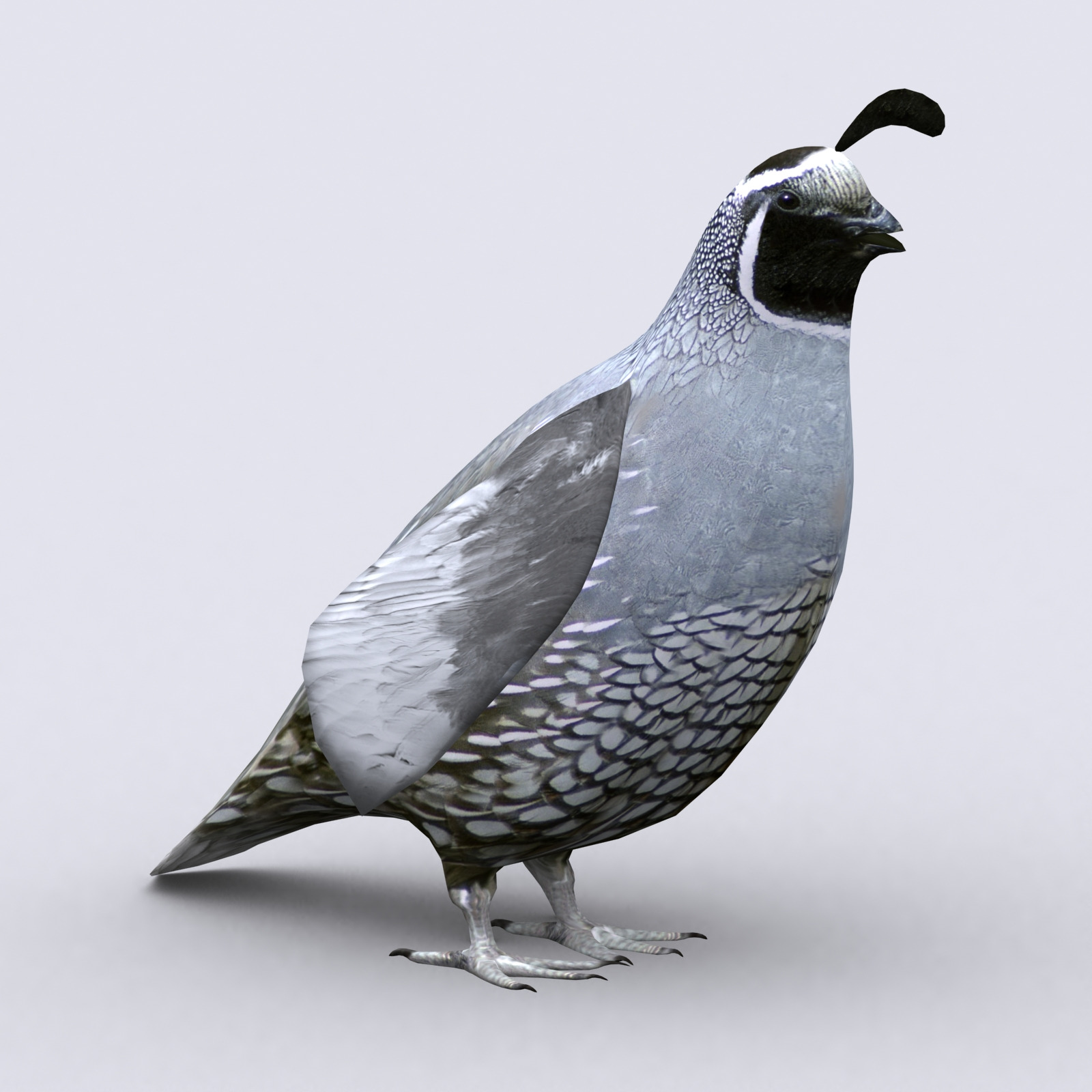 3DRT - Animals - Quail, an Animal 3D Model by 3DRT.com
