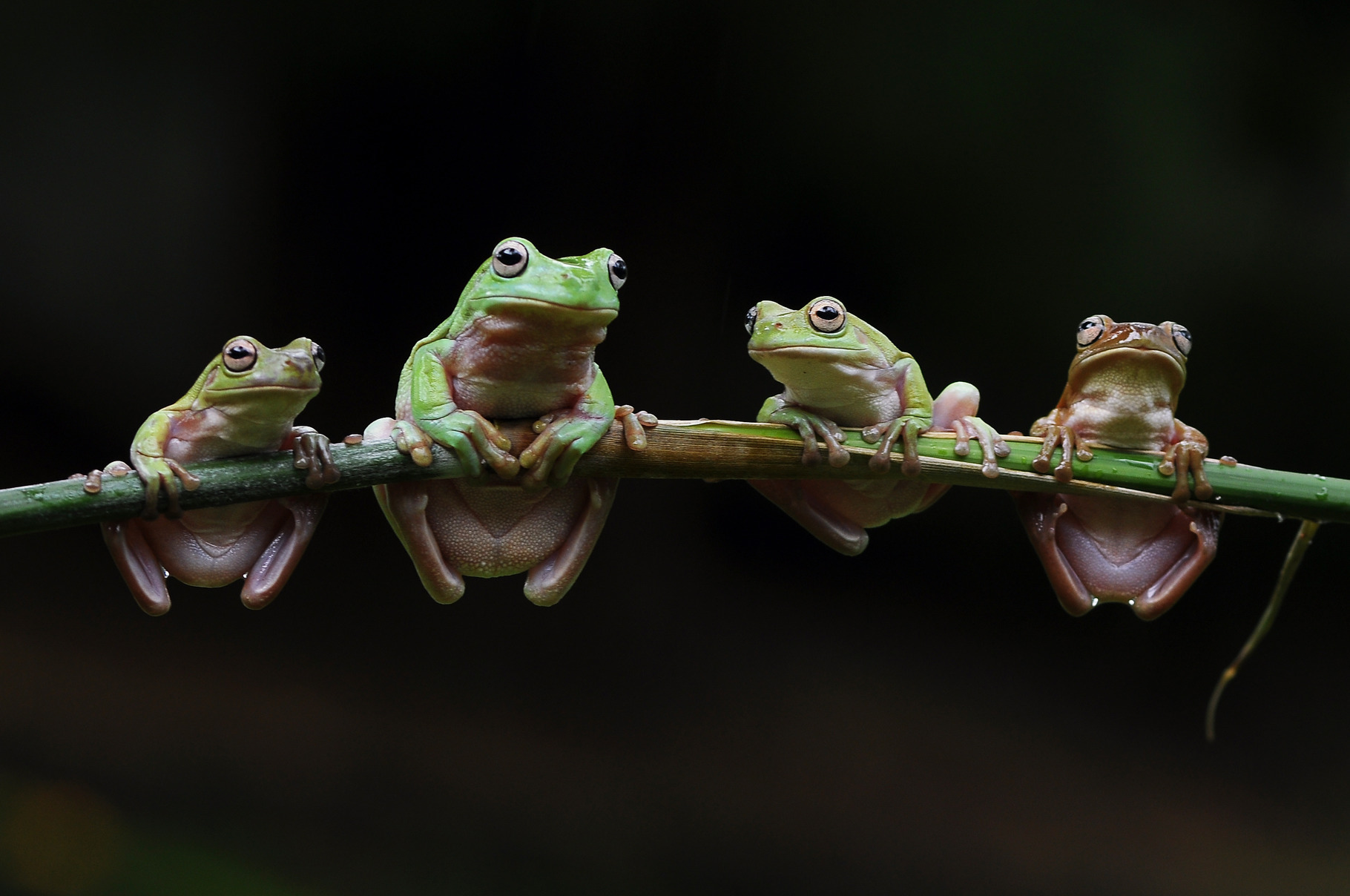 Four Frogs Up Twigs, an Animal Photo by andri_priyadi