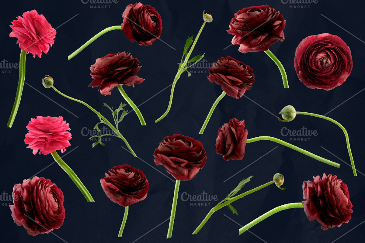 Ranunculus Floral ClipArt Realistic, an Object Graphic by Turning Moss