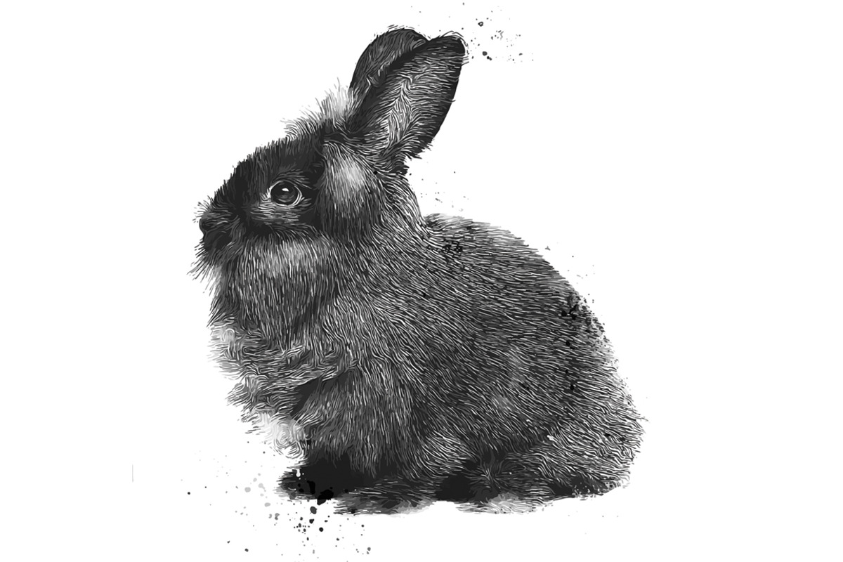 Lionhead Rabbit Illustration, a Decorative Illustration by Digital Art ...