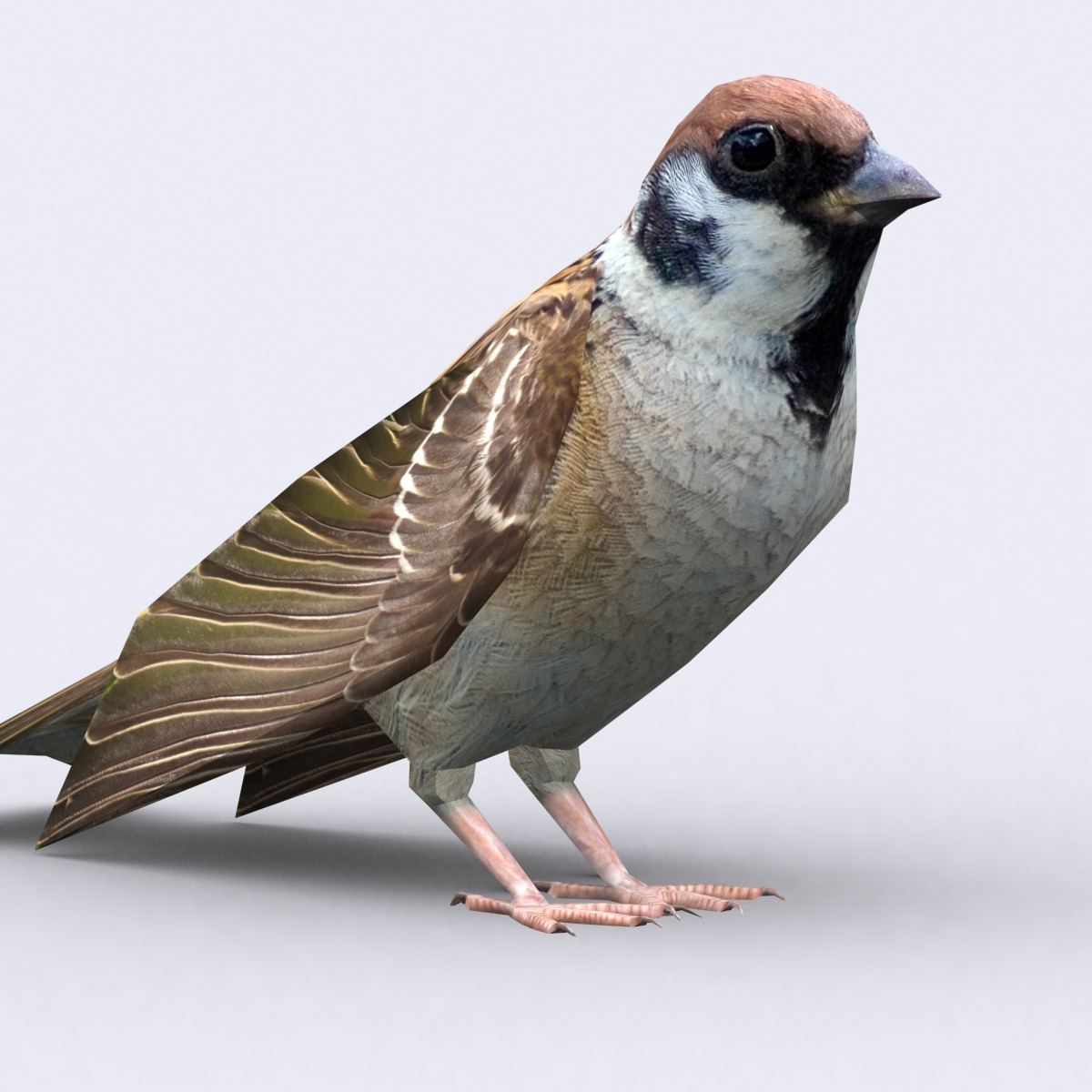 3DRT -Birds and critters - Sparrow, an Animal 3D Model by 3DRT.com