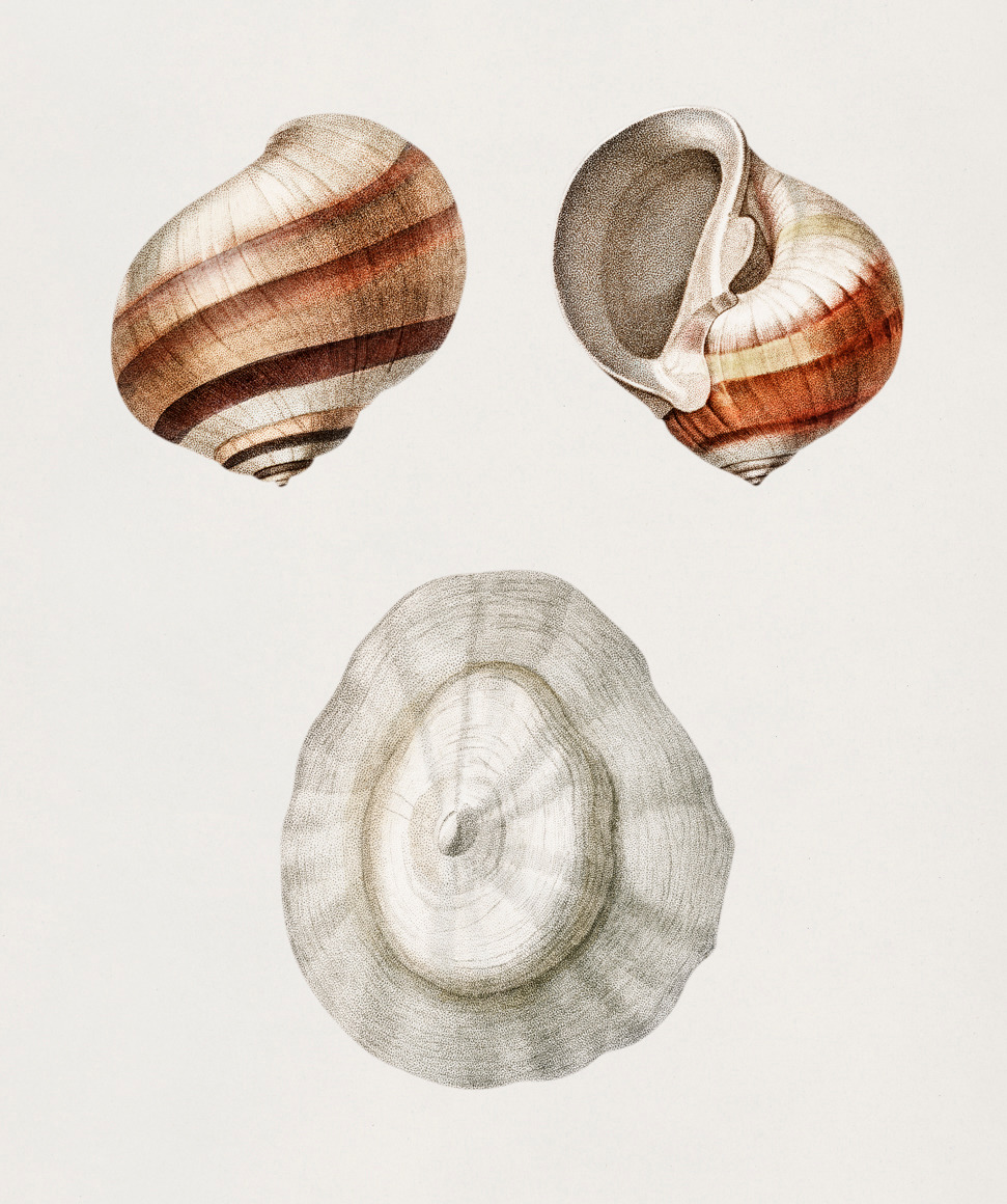Different types of mollusks psd featuring artwork, drawing, and hand ...