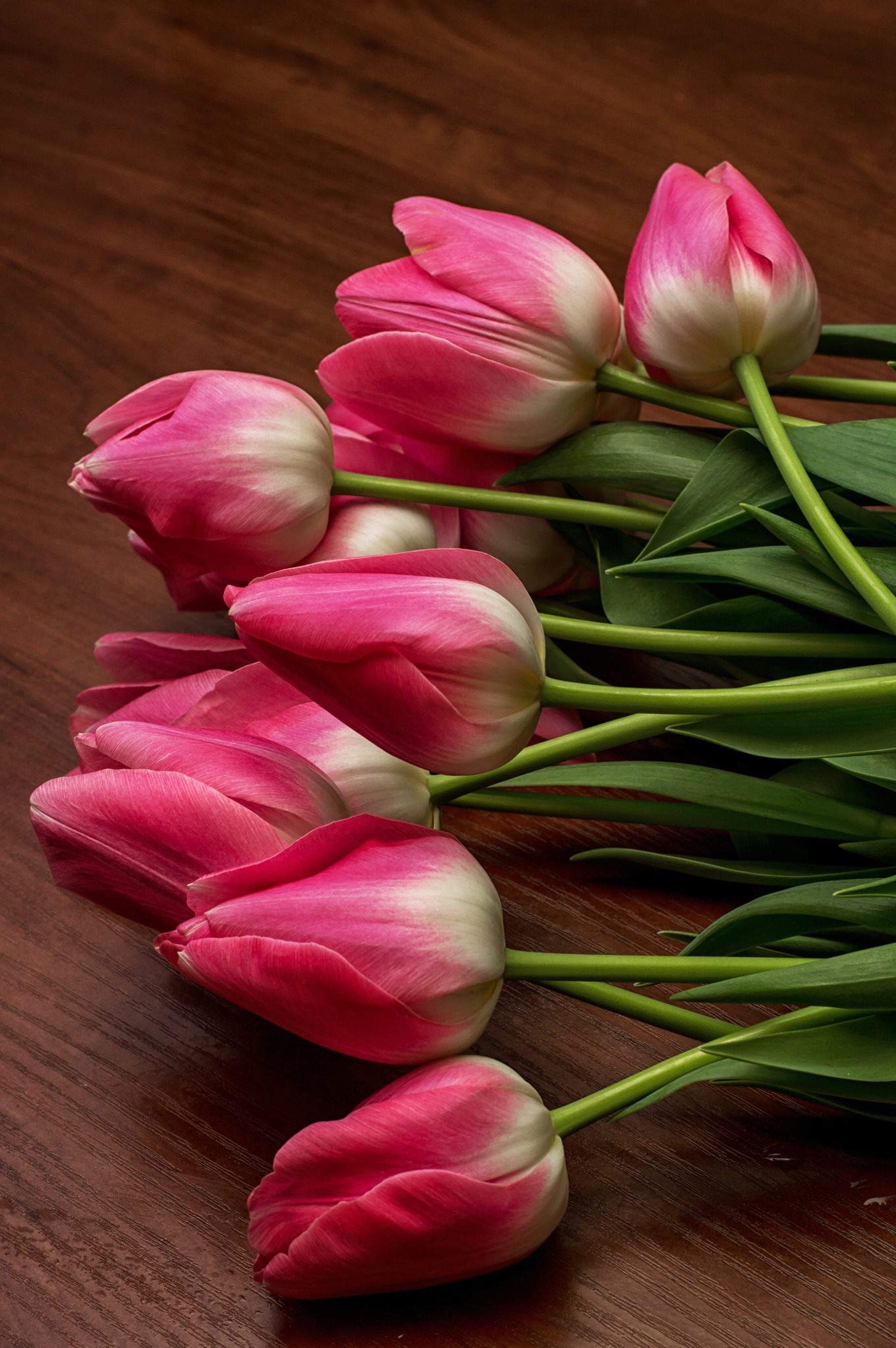 Blossoming tulips containing flower, tulip, and blooming | Nature Stock ...