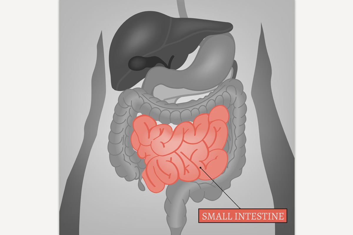 Body Internal Parts, an Education Illustration by Anna's Shop