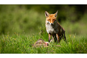 Red fox standing next to dead roe on, an Animal Photo by WildMedia