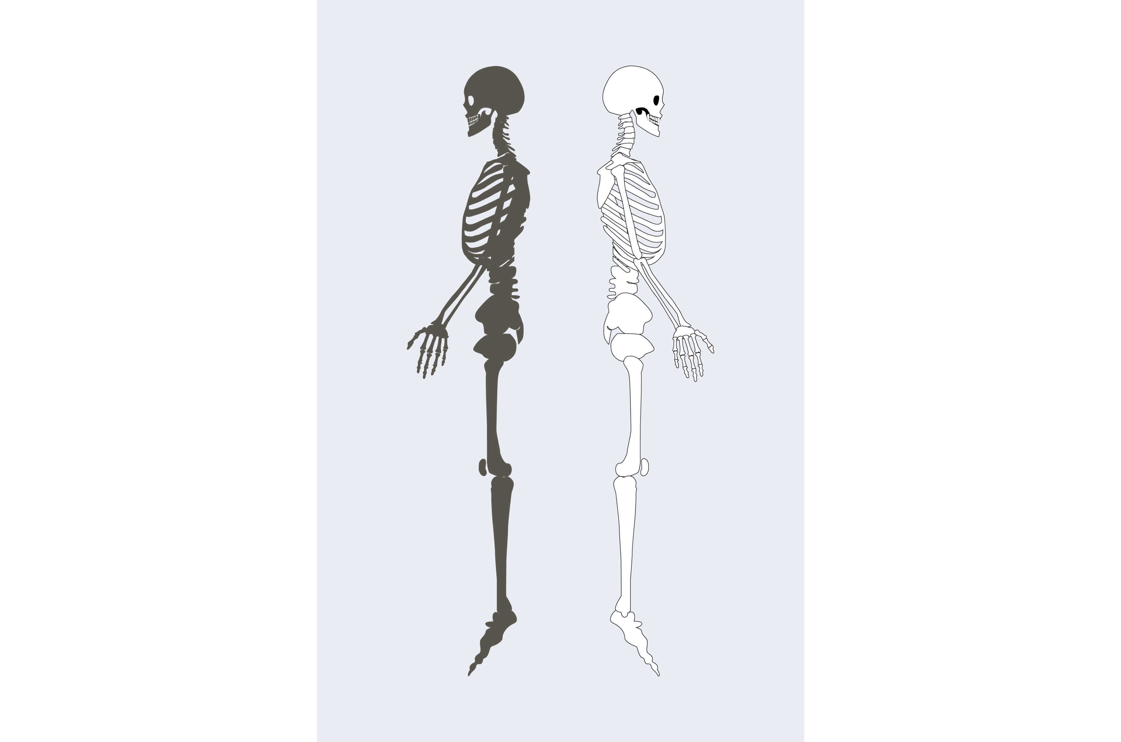 Skeletal System of Human Body Vector, a Healthcare Illustration by robuart