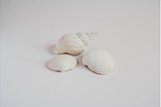Shell cockleshell is isolated on, an Animal Photo by olhovyi_photographer