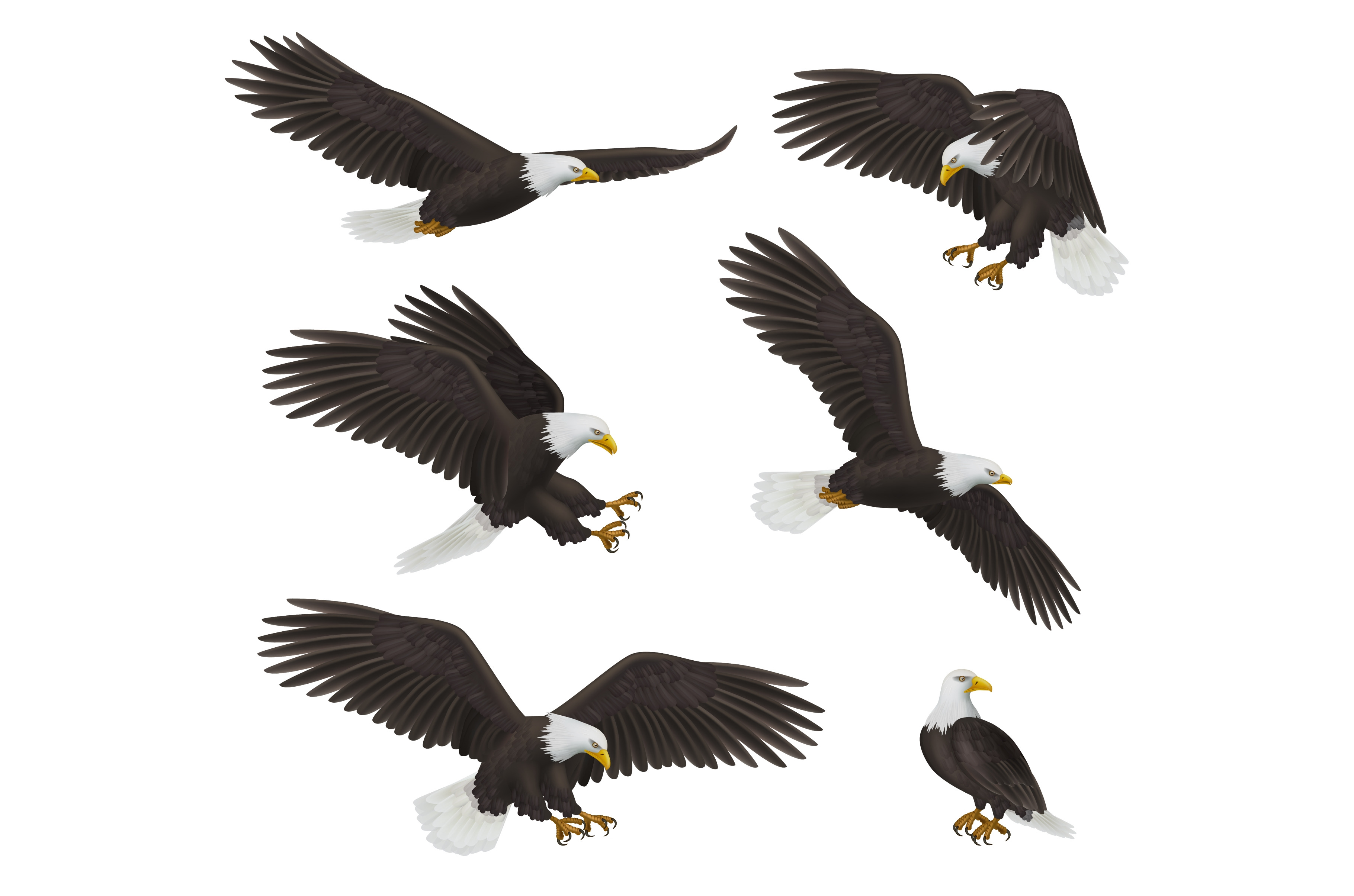 Eagles. Prey birds freedom symbols | Graphics ~ Creative Market