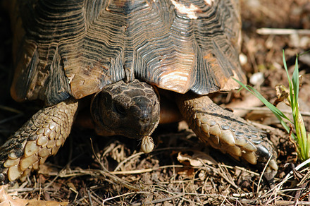 Giant turtle in galapagos islands containing turtle, tortoise, and ...