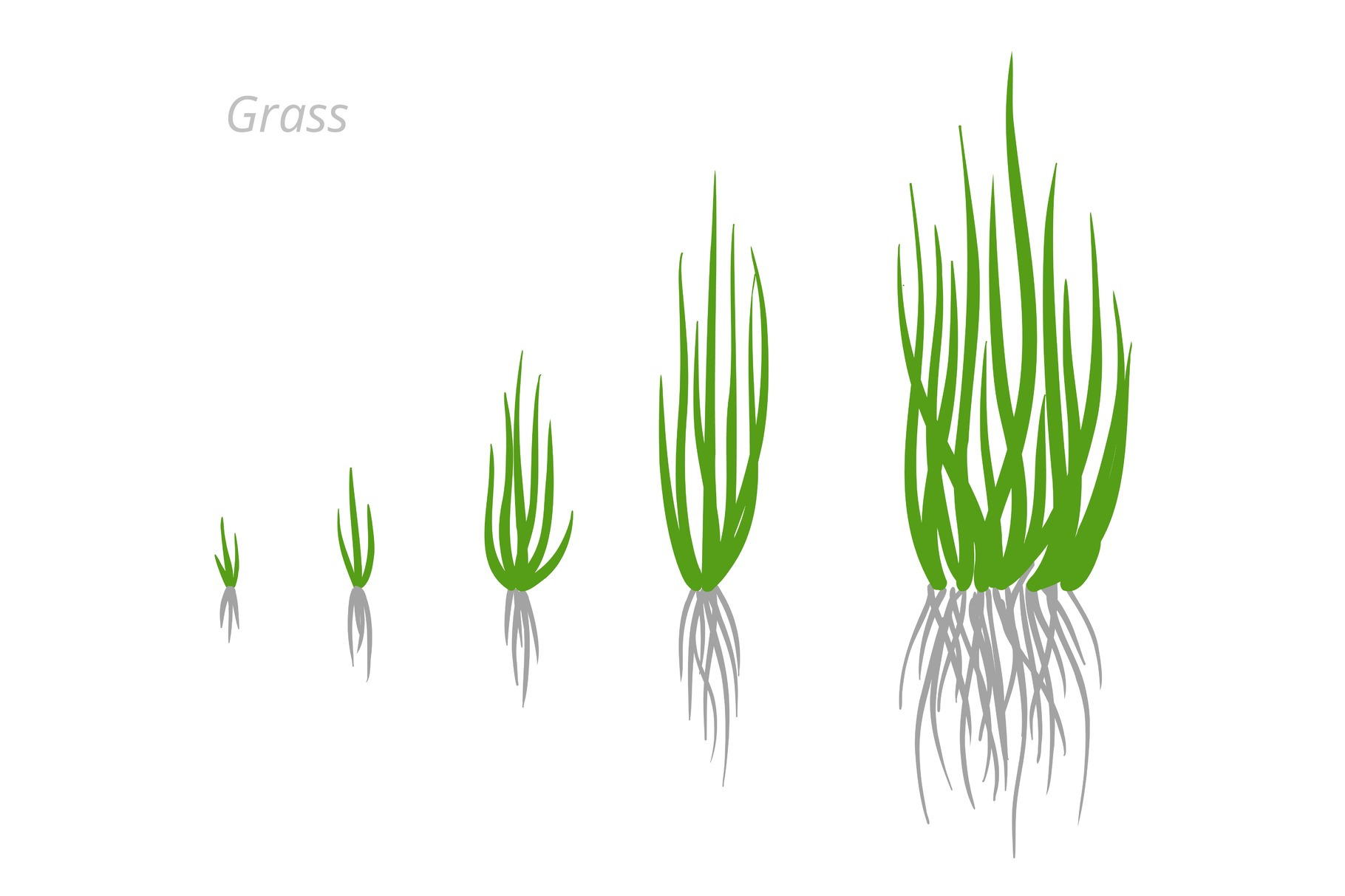 Grass growth stages. Grasses for, an Illustration by Vector illustrations
