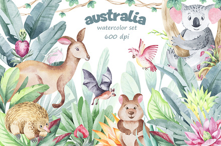 Australian Animals Collection | Animal Illustrations ~ Creative Market