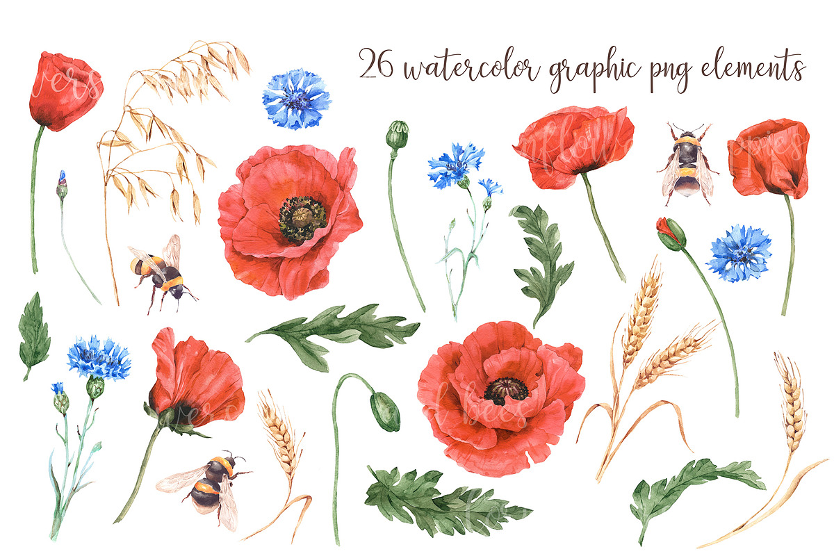 Watercolor poppies, cornflowers set, an Illustration by Alamella